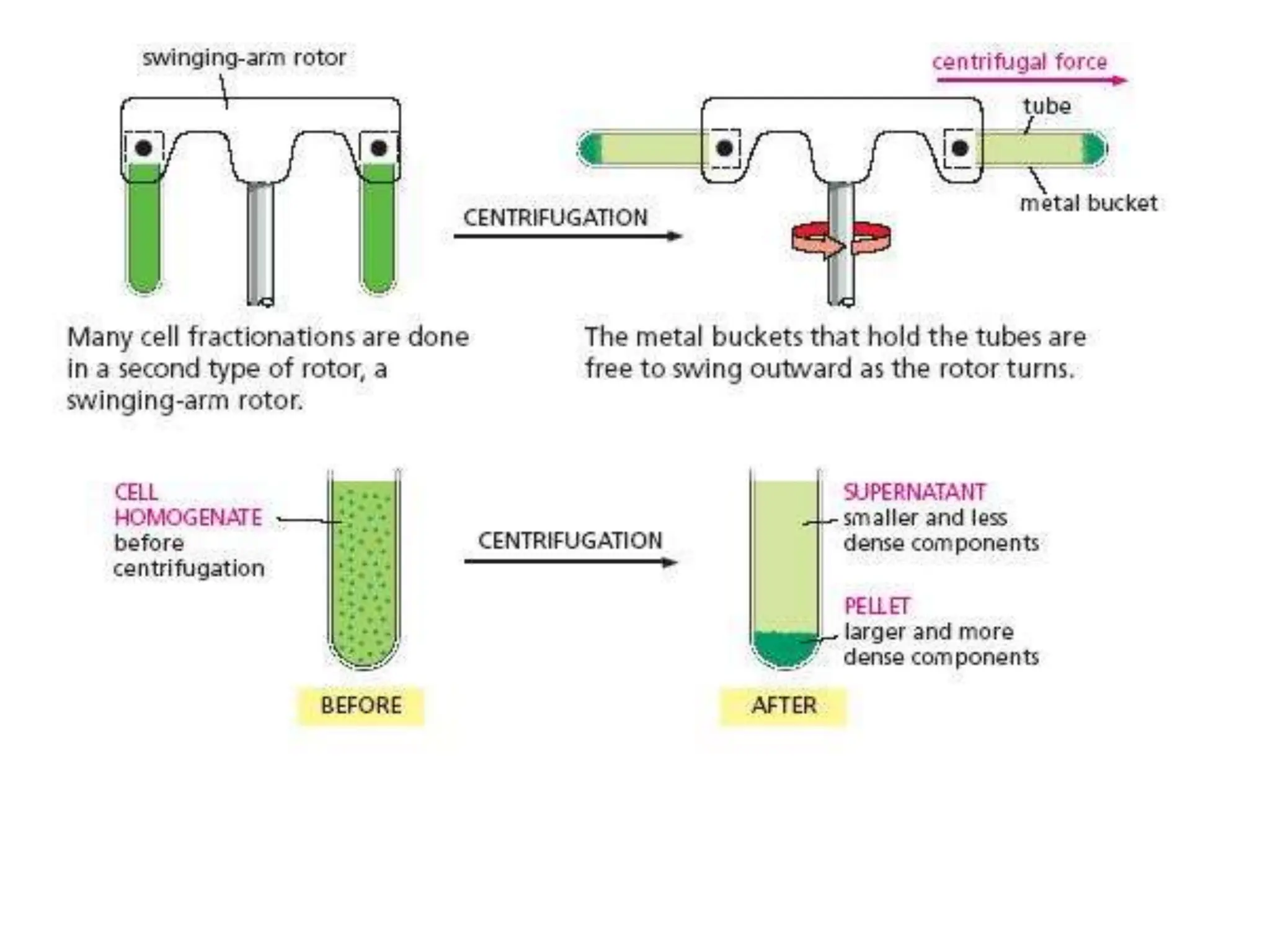 METHODS OF CELL FRACTIONATION.pptx