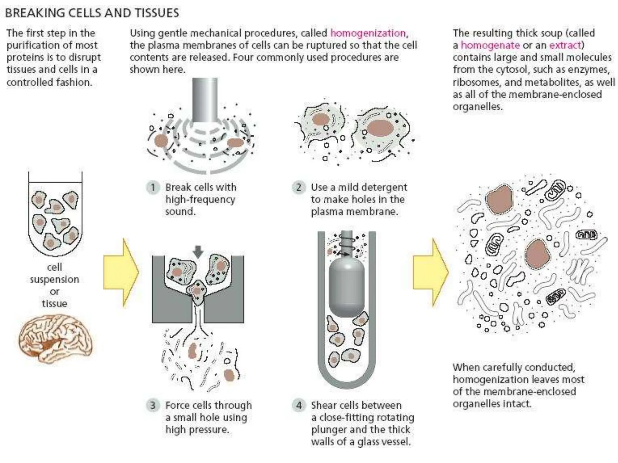 METHODS OF CELL FRACTIONATION.pptx | Biological Sciences | Science