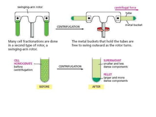 METHODS OF CELL FRACTIONATION.pptx | Biological Sciences | Science
