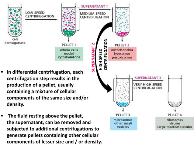 METHODS OF CELL FRACTIONATION.pptx | Biological Sciences | Science