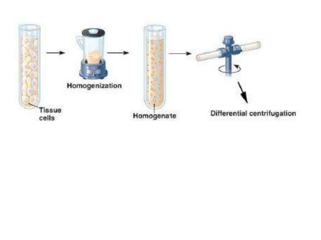 METHODS OF CELL FRACTIONATION.pptx | Biological Sciences | Science