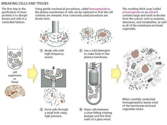 METHODS OF CELL FRACTIONATION.pptx | Biological Sciences | Science