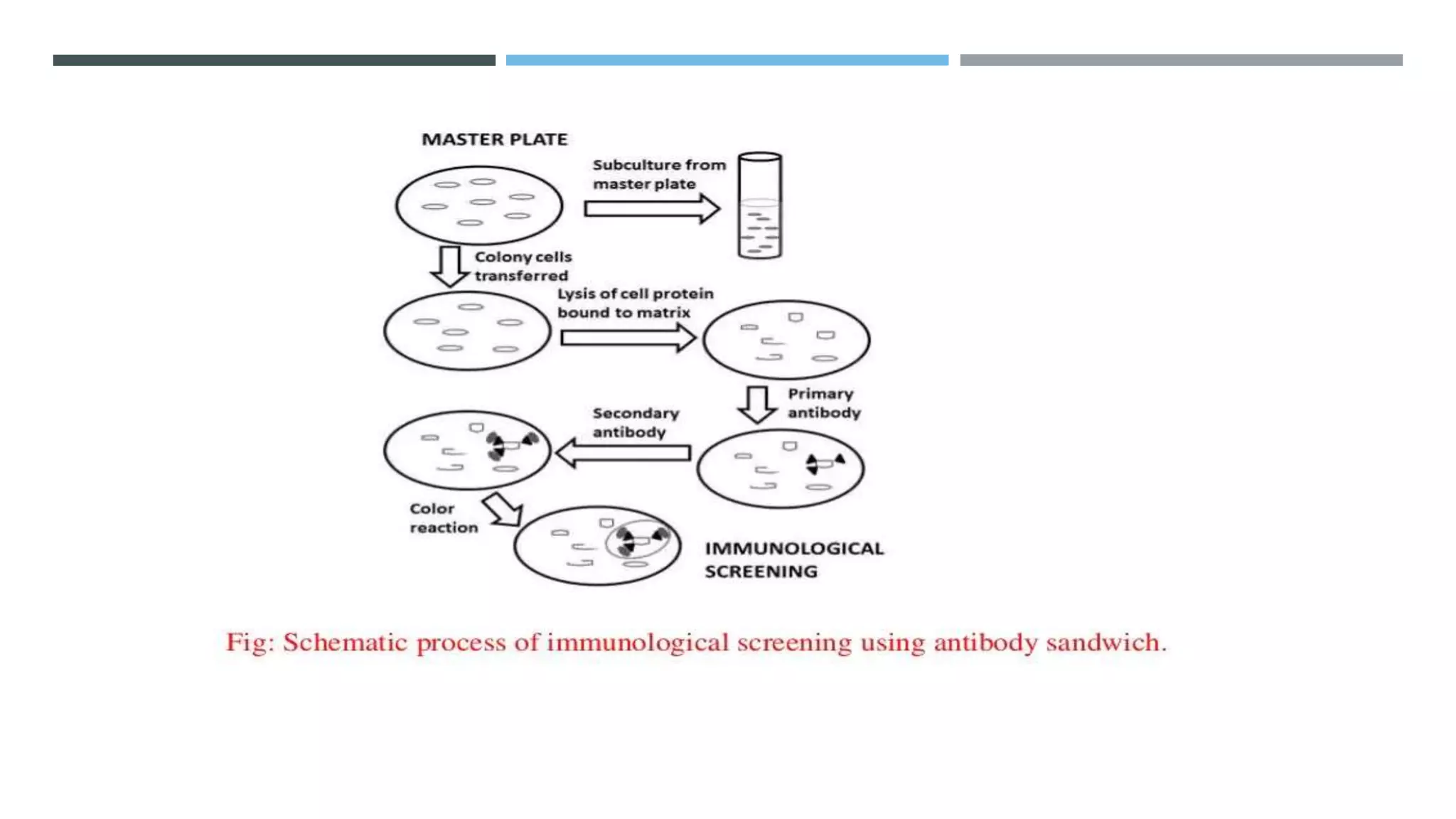 Methods of clone identification | PPTX