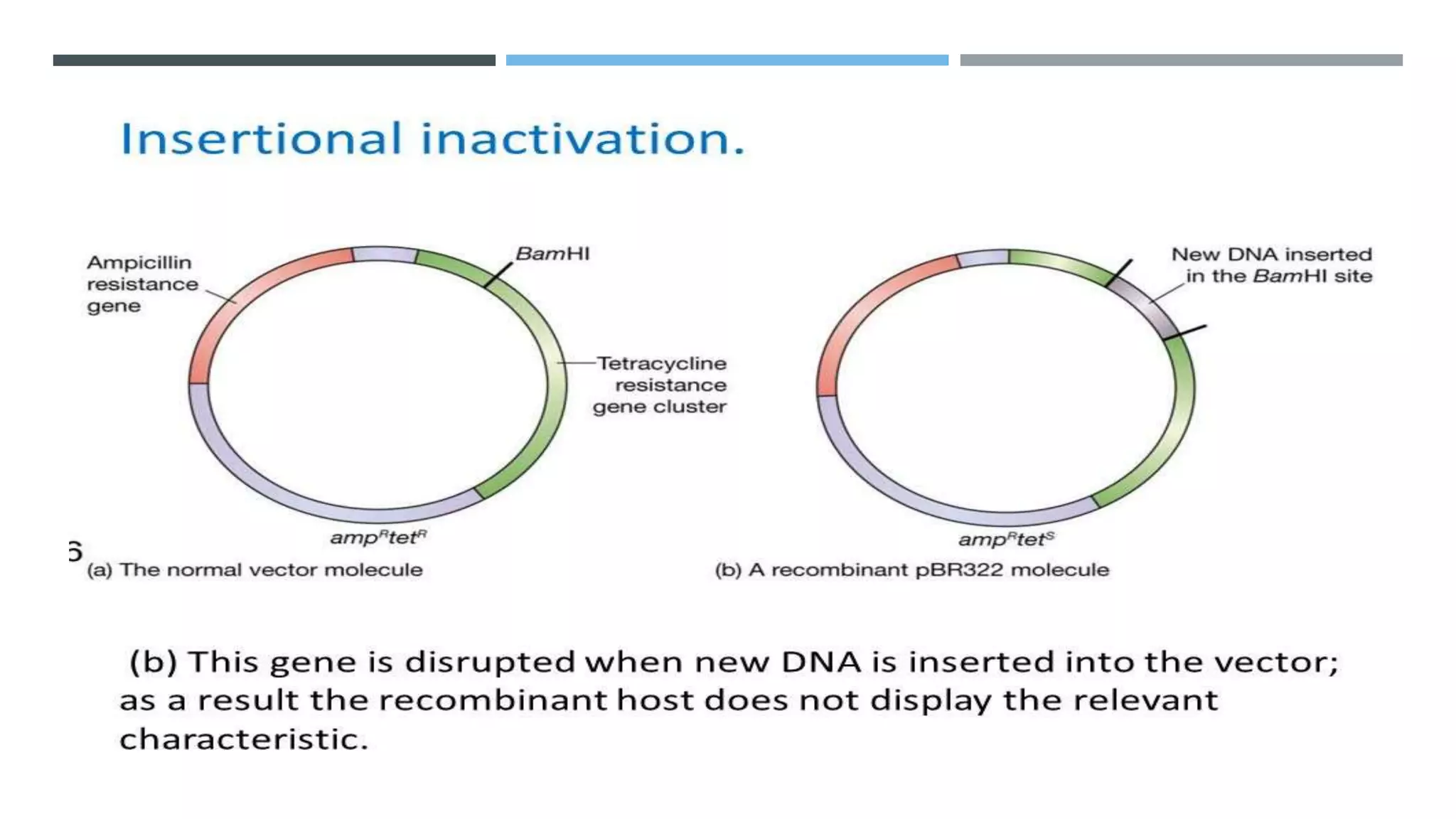 Methods of clone identification | PPTX