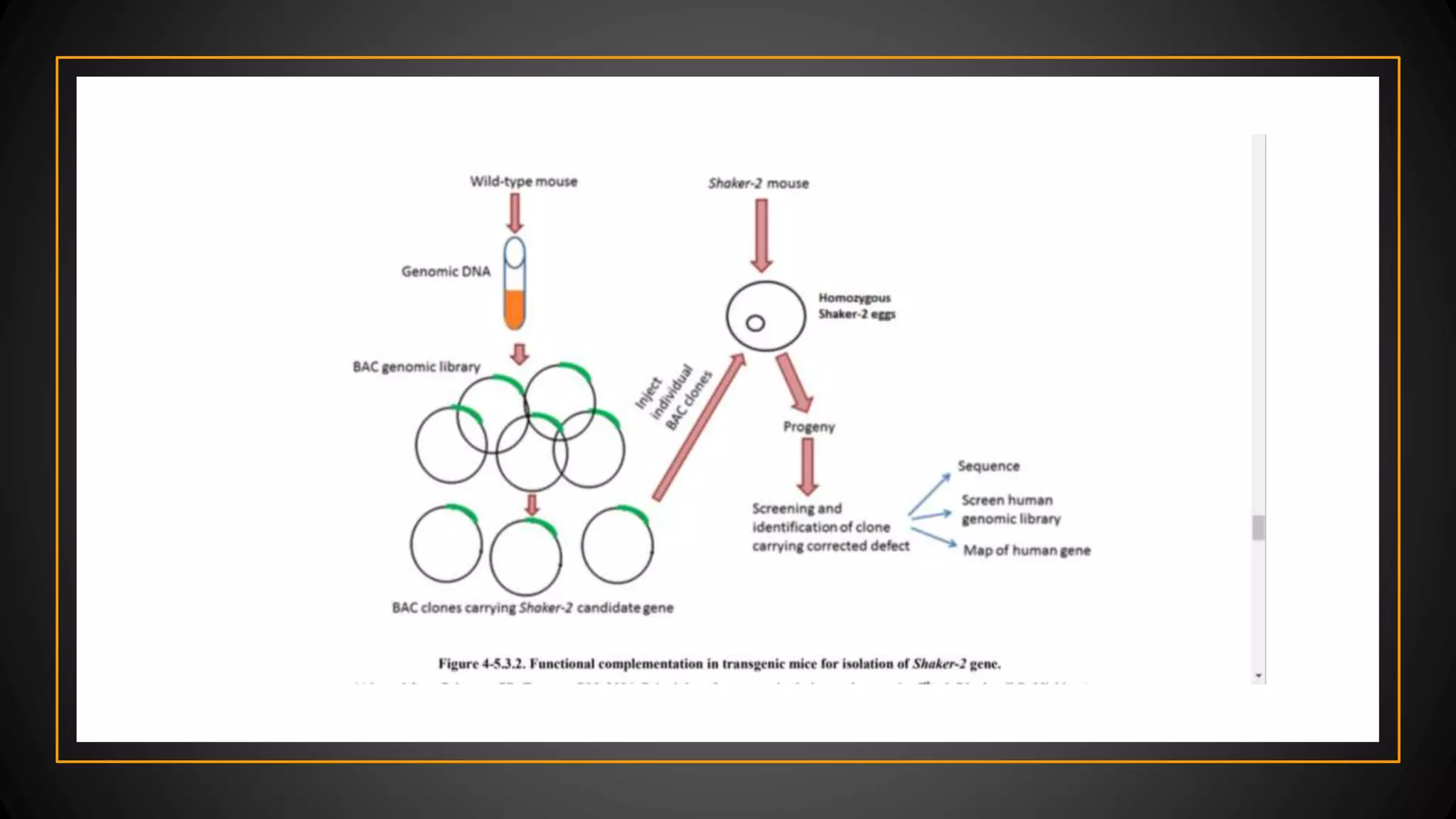 Methods of clone identification | PPTX