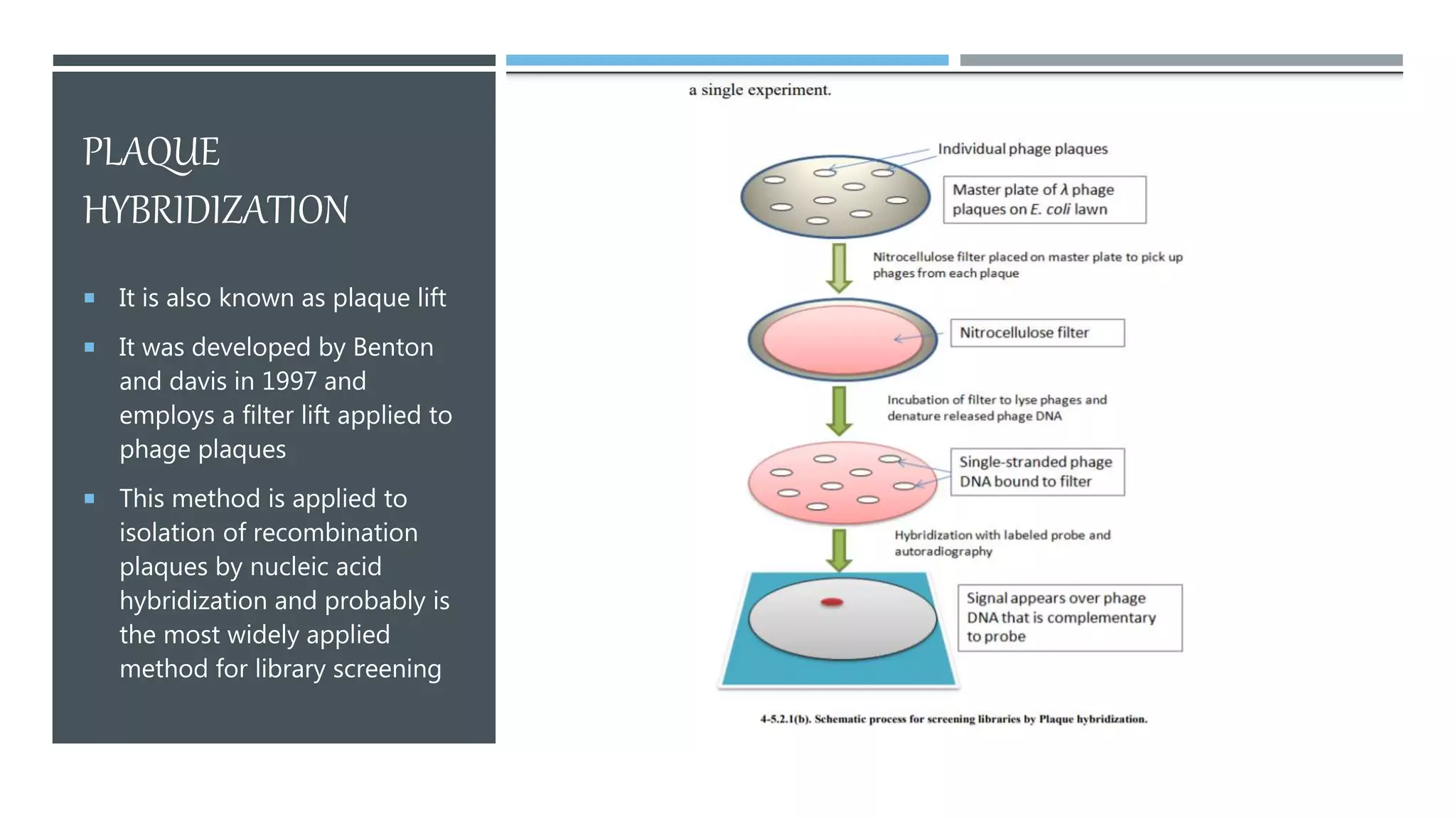 Methods of clone identification | PPTX