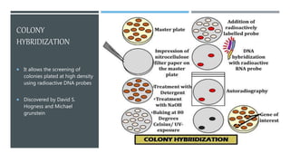 Methods of clone identification | PPTX