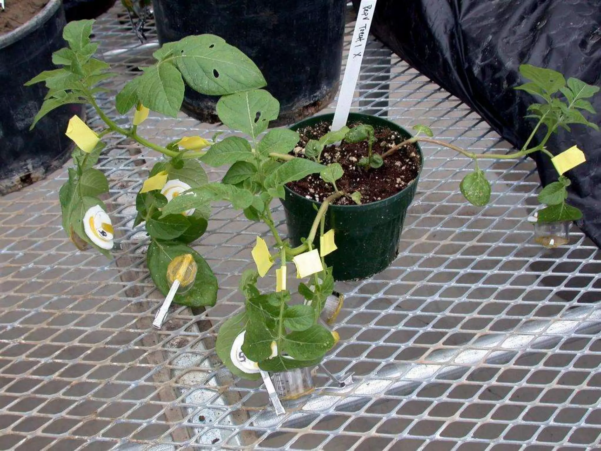 Methods of collecting vectors and their maintenence | PPTX