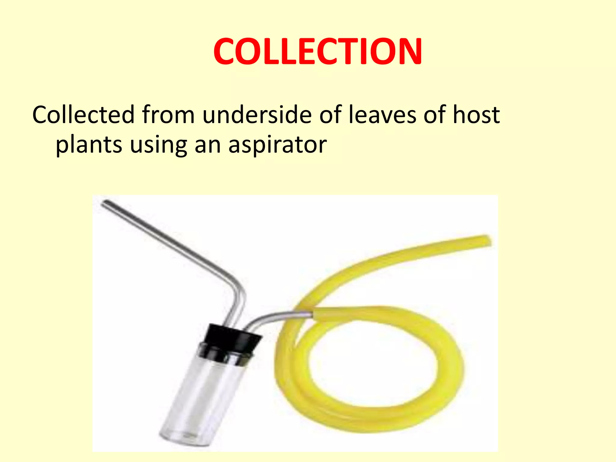 Methods of collecting vectors and their maintenence | PPTX