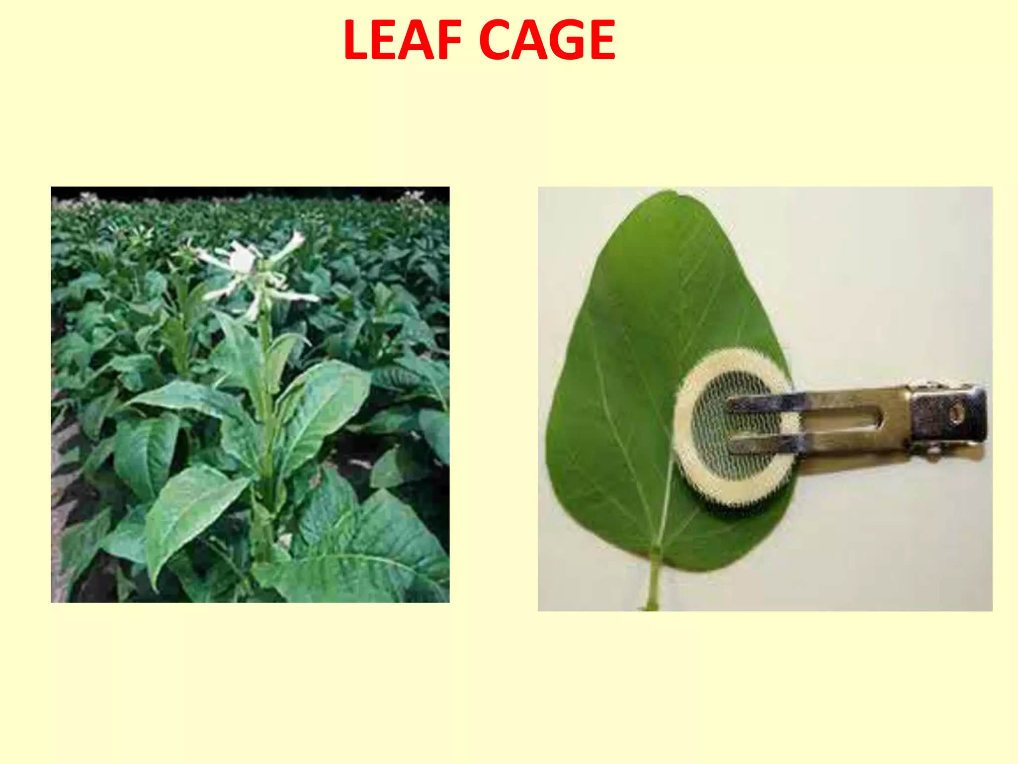 Methods of collecting vectors and their maintenence | PPTX