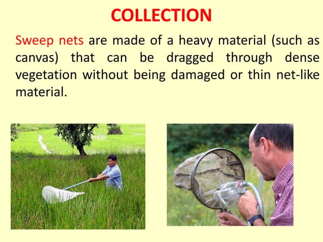 Methods of collecting vectors and their maintenence | PPT