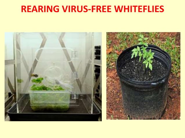 Methods of collecting vectors and their maintenence | PPT