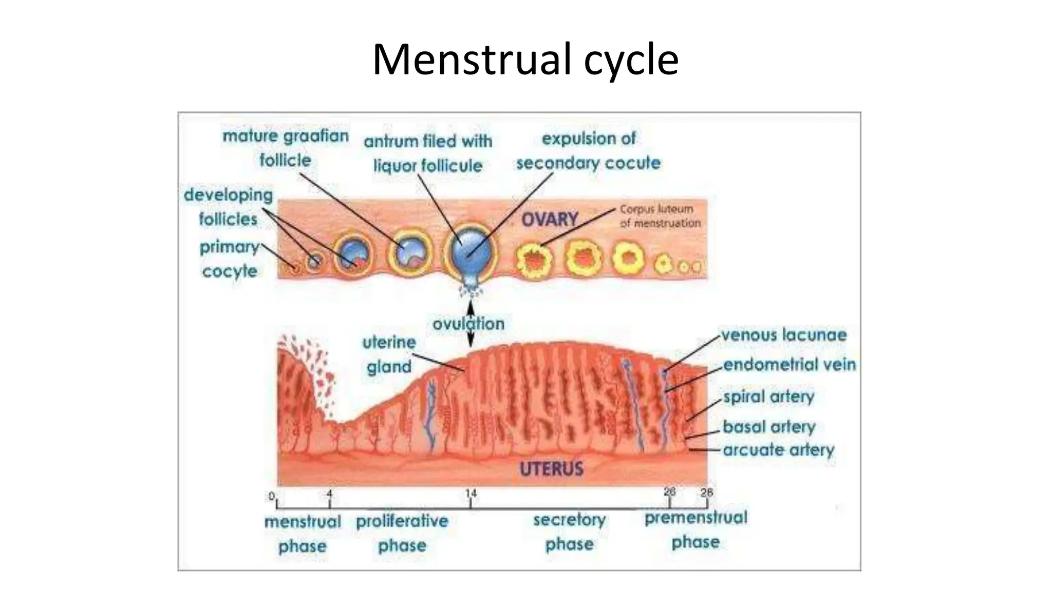 methods of contraception.pptx