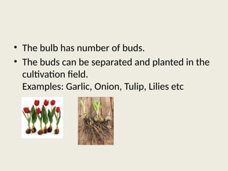 methods of cultivation presentation slides | PPT