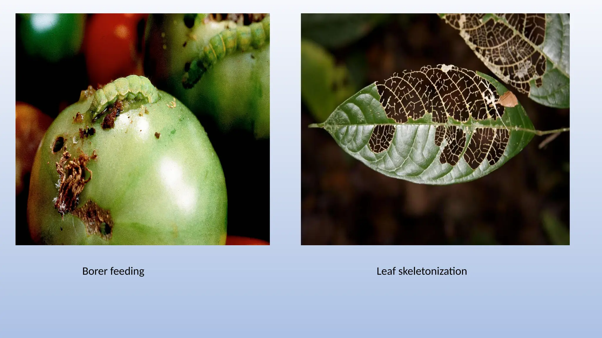 Methods of detection of insectsmpest pestpptx | PPTX