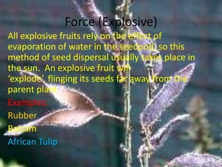 Methods of dispersal vickram | PPTX | Gardening | Home & Garden