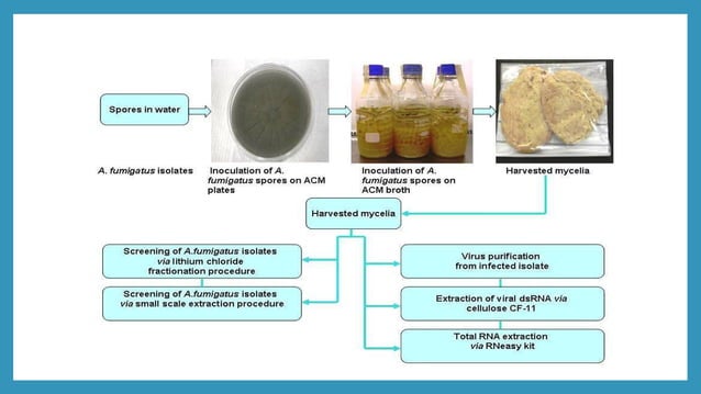 Methods of dsRNA extraction new 2024.pptx