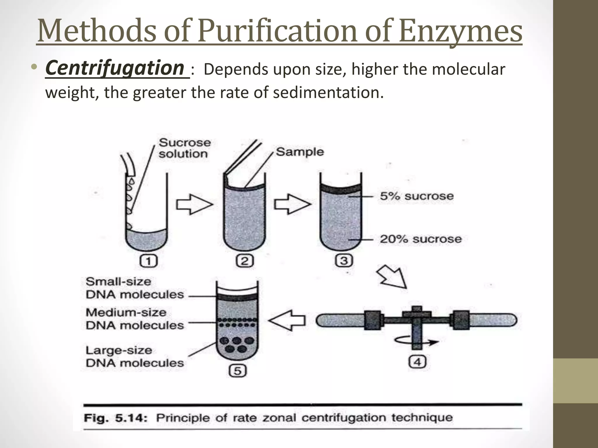 Methods of enzyme isolation and purification | PPTX