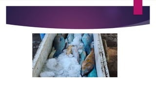 methods of fish preservation.pptx filesd | PPTX