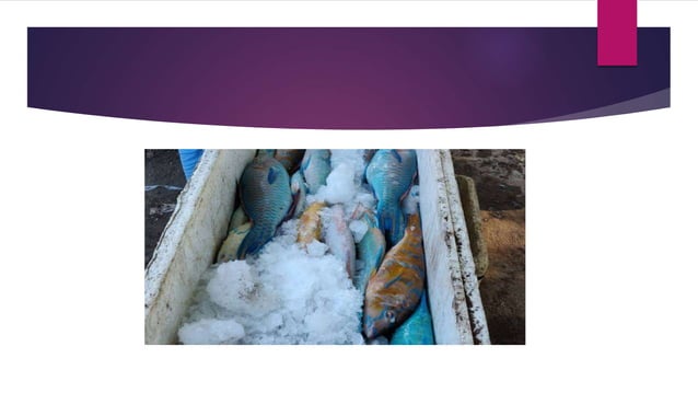 methods of fish preservation.pptx filesd | PPTX | Fish and Aquariums | Pets