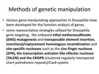 METHODS OF GENETIC MANIPULATION IN DROSOPHILA.pptx
