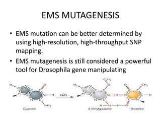 METHODS OF GENETIC MANIPULATION IN DROSOPHILA.pptx