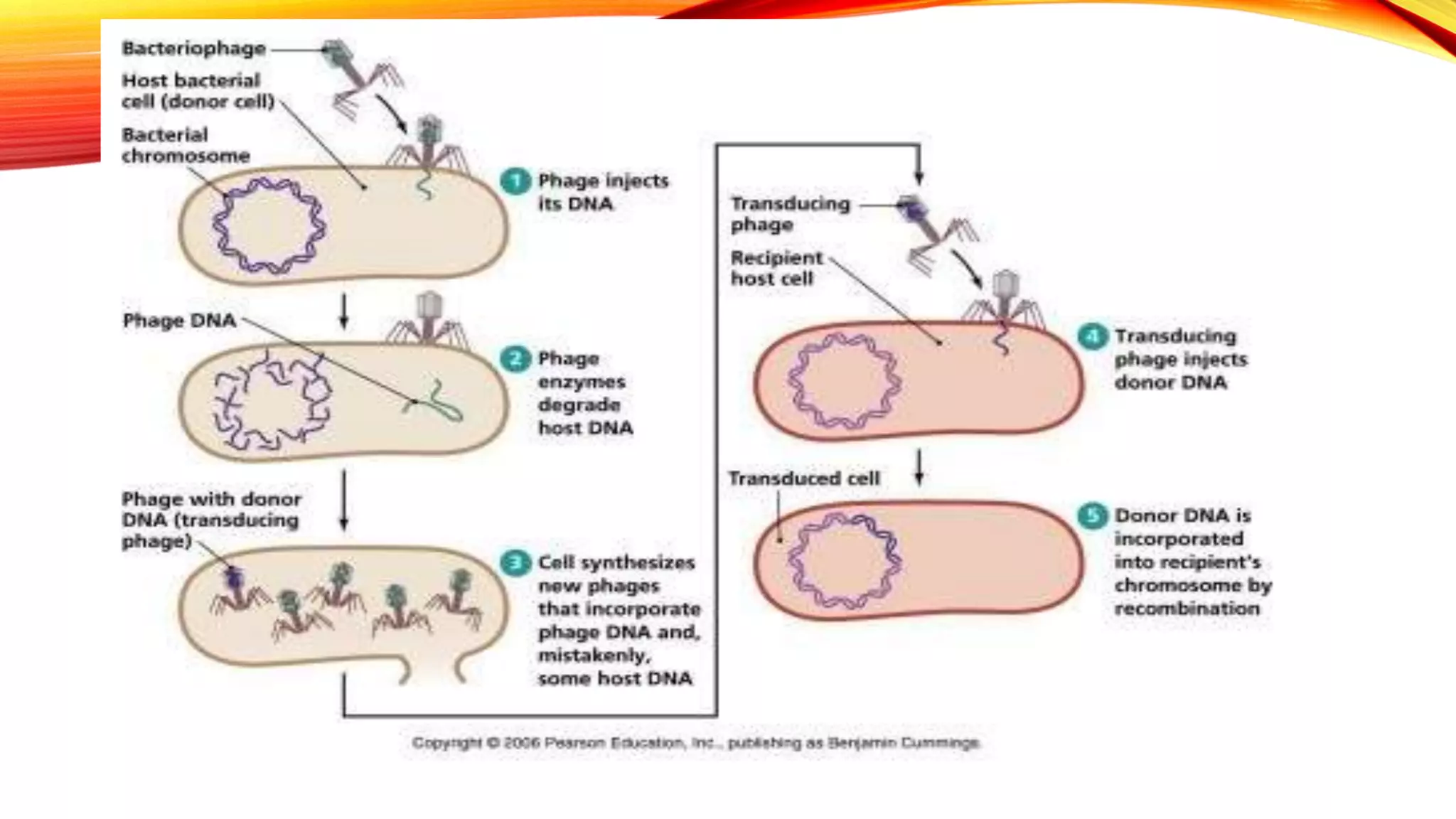 Methods of gene transfer | PPTX