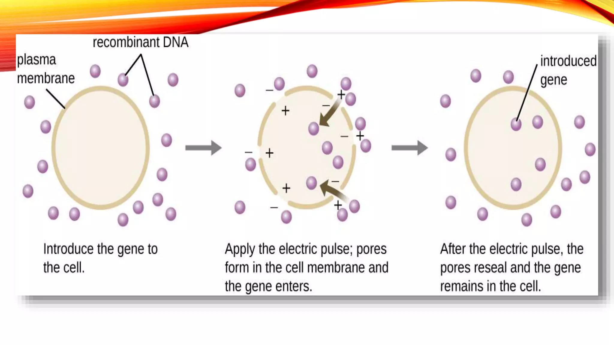 Methods of gene transfer | PPTX