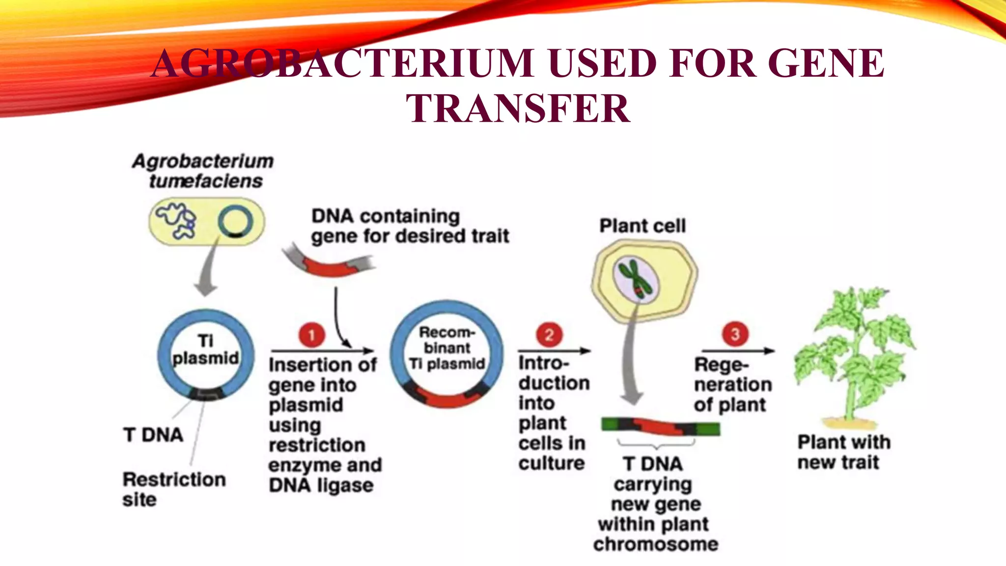 Methods of gene transfer | PPTX