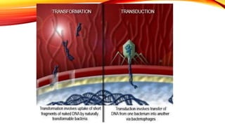Methods of gene transfer | PPTX