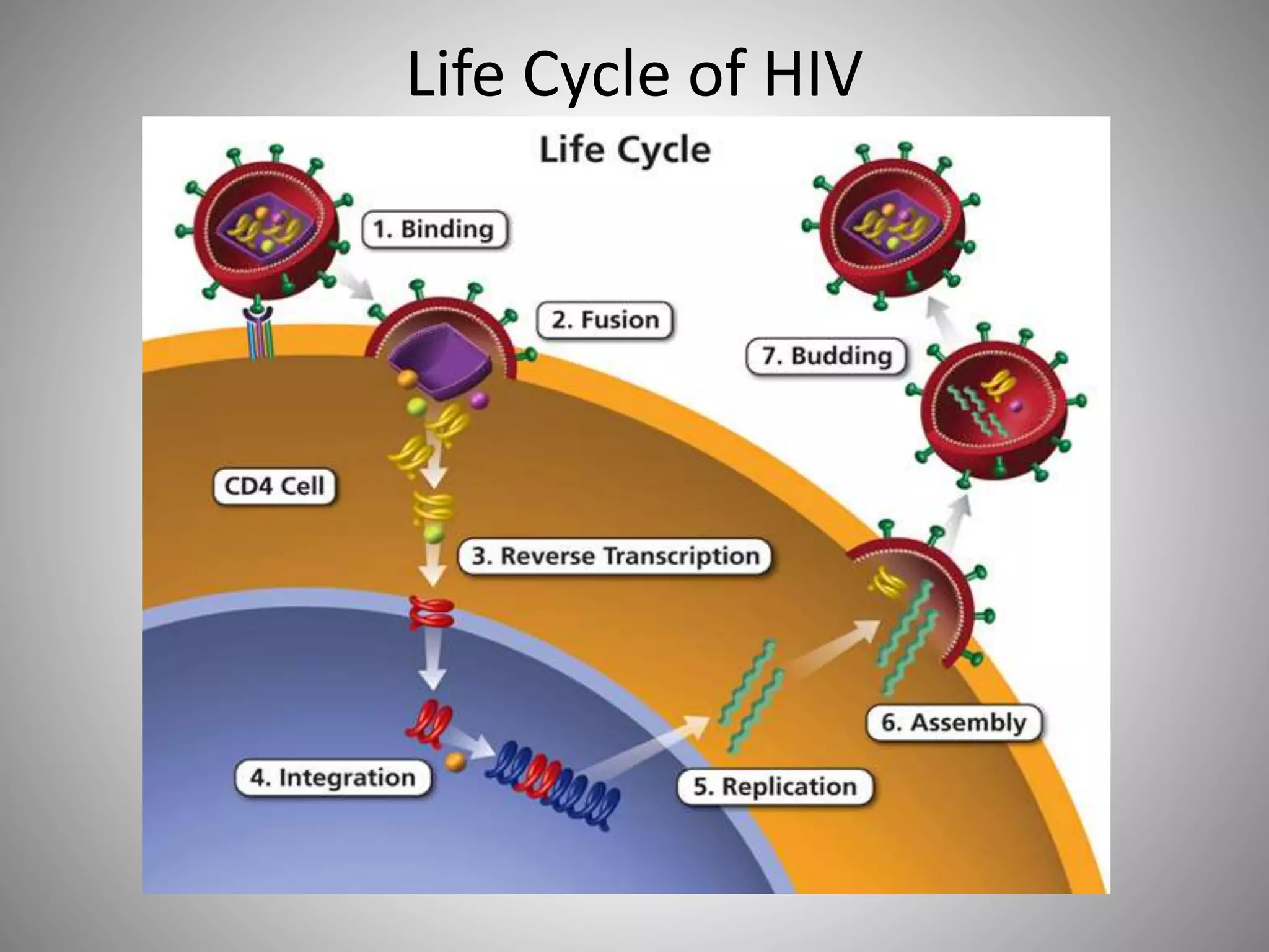 Methods of Laboratory diagnosis (genotypic detection) of HIV | PPTX