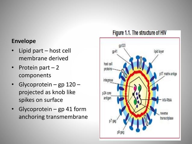Methods of Laboratory diagnosis (genotypic detection) of HIV | PPTX ...