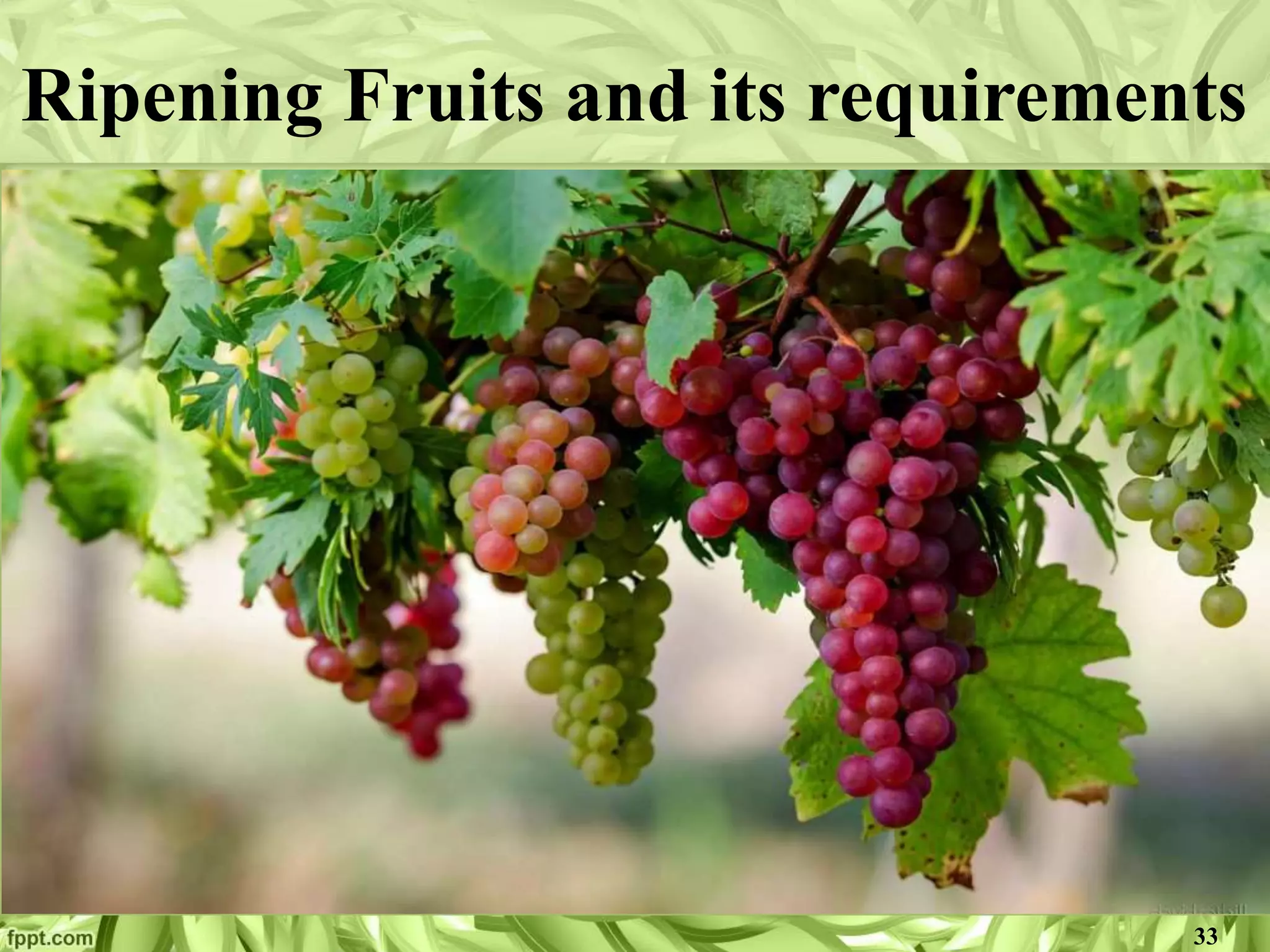 Methods of grapes cultivation انگور کی کاشت کے طریقے | PDF
