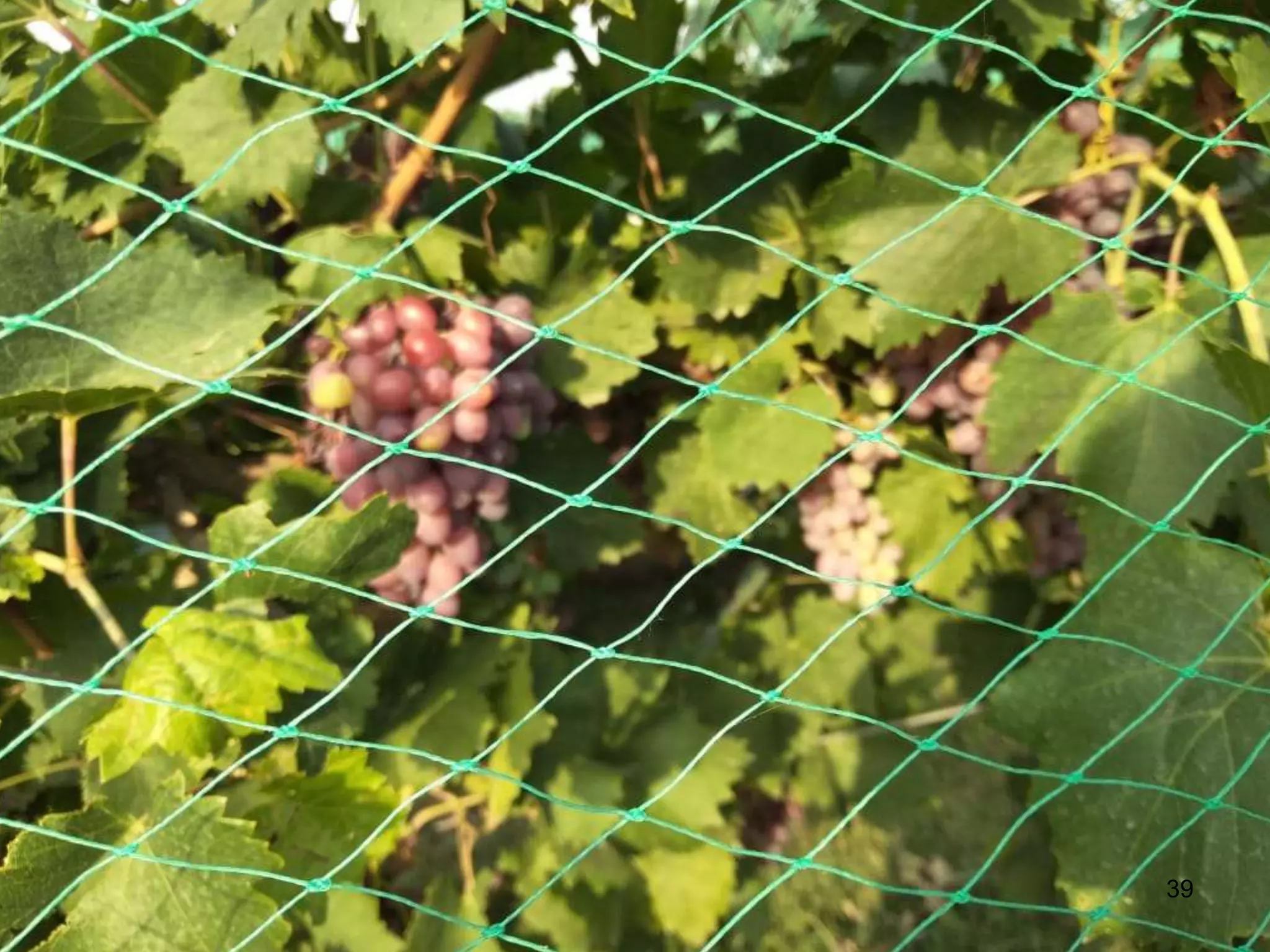 Methods of grapes cultivation انگور کی کاشت کے طریقے | PDF