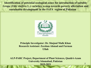 Methods of grapes cultivation انگور کی کاشت کے طریقے | PDF