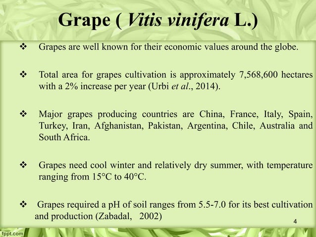 Methods of grapes cultivation انگور کی کاشت کے طریقے | PDF