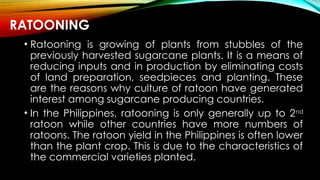 Methods of harvesting and ratooning.pptx
