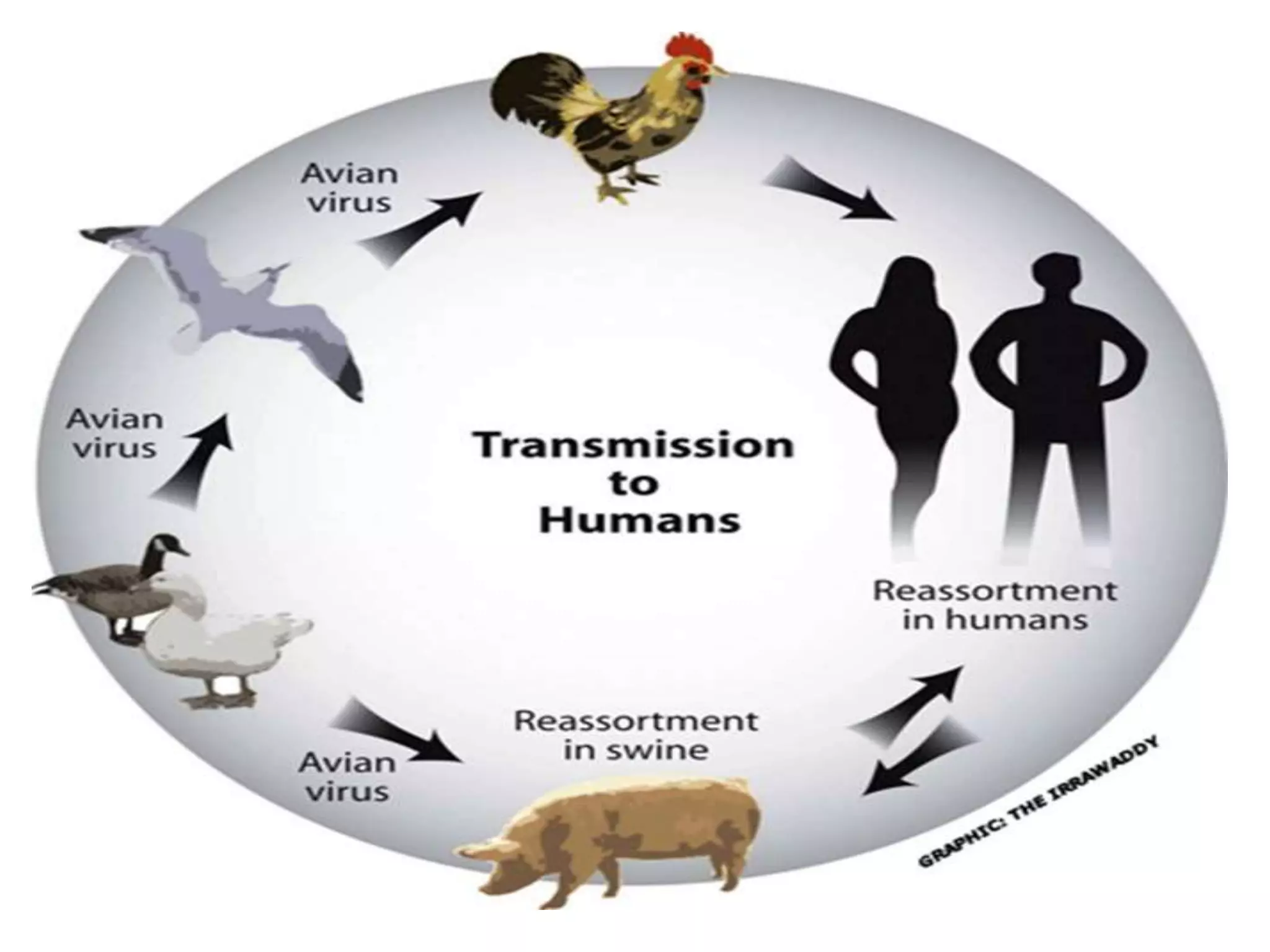Methods of infection transmission | PPSX