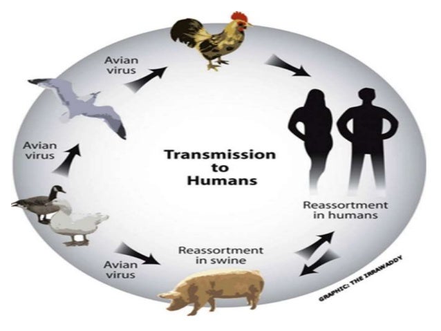 Methods of infection transmission