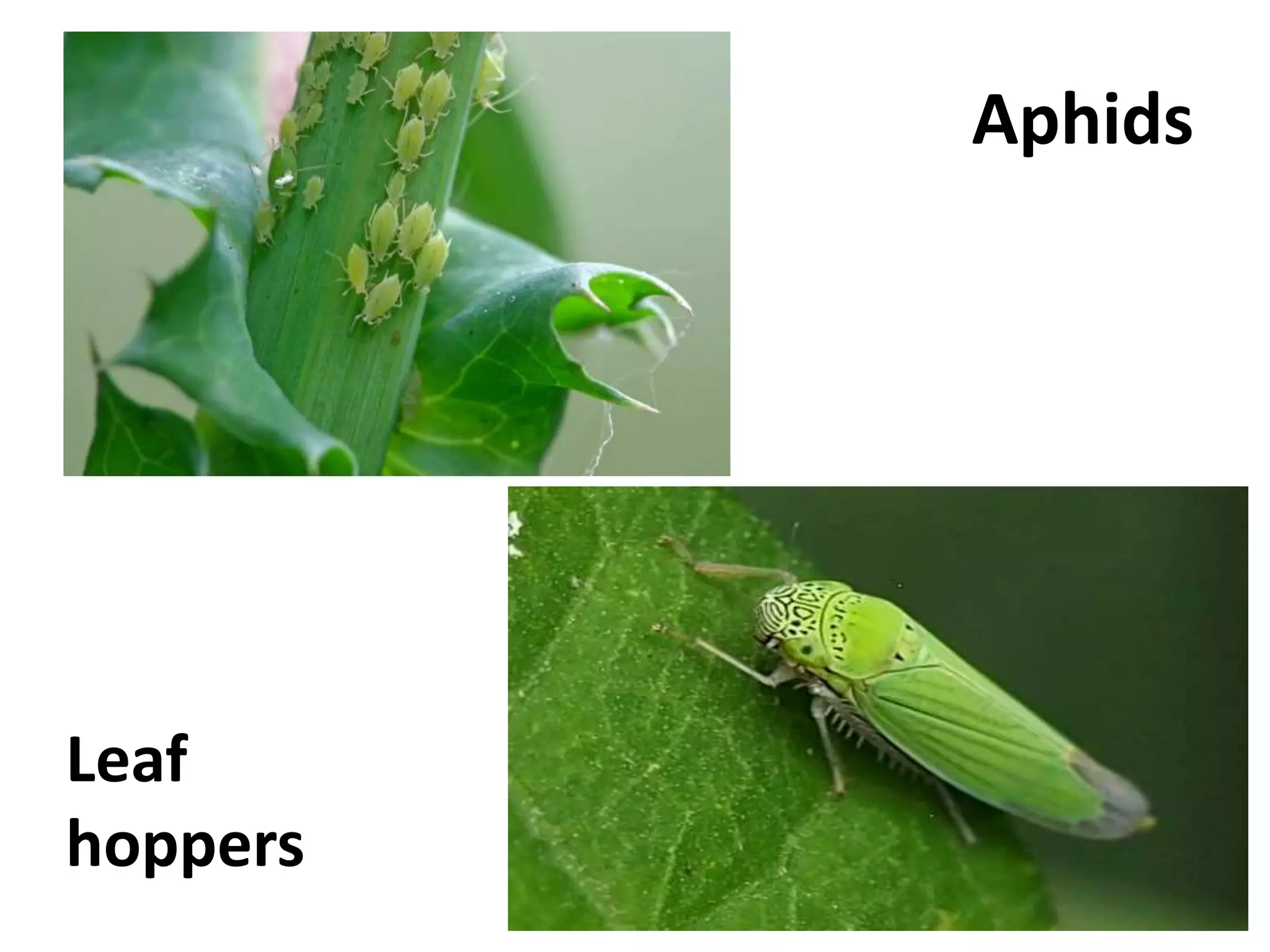 Methods of insect pest control | PPTX