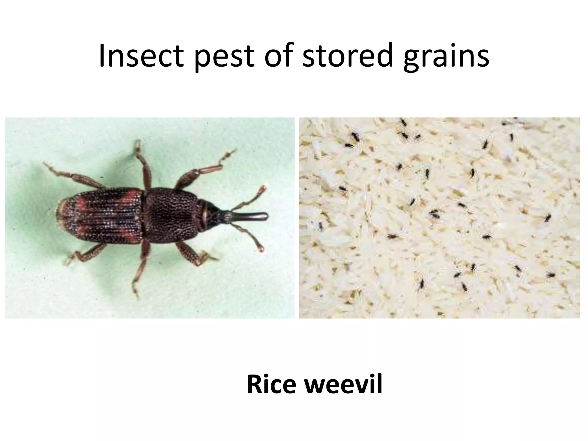 Methods of insect pest control | PPTX