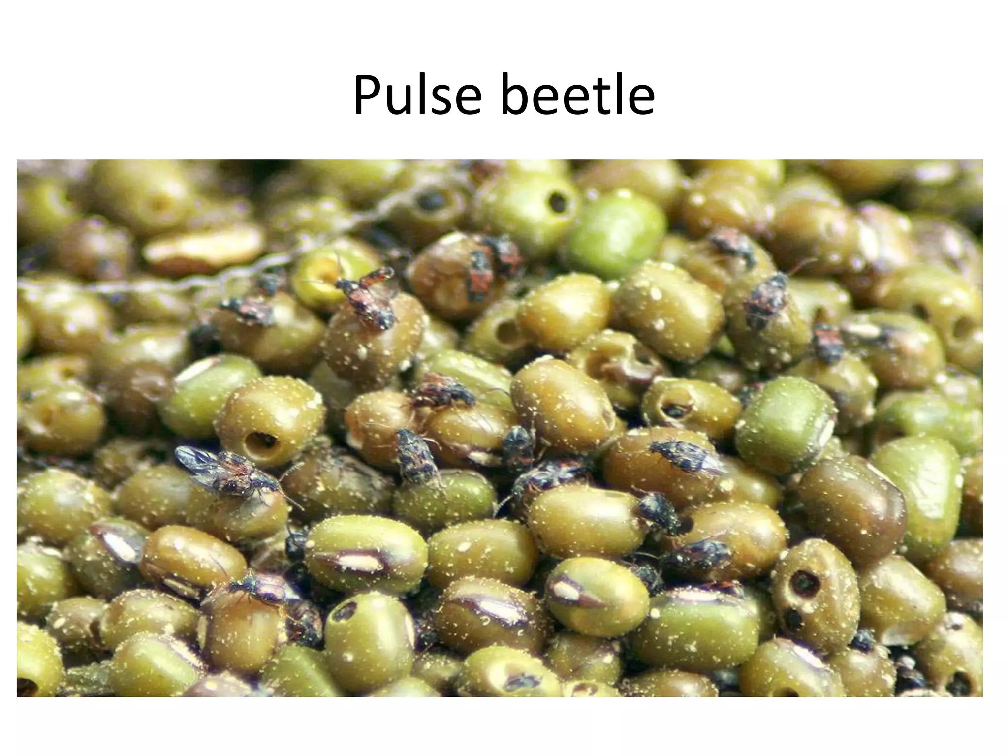 Methods of insect pest control | PPTX