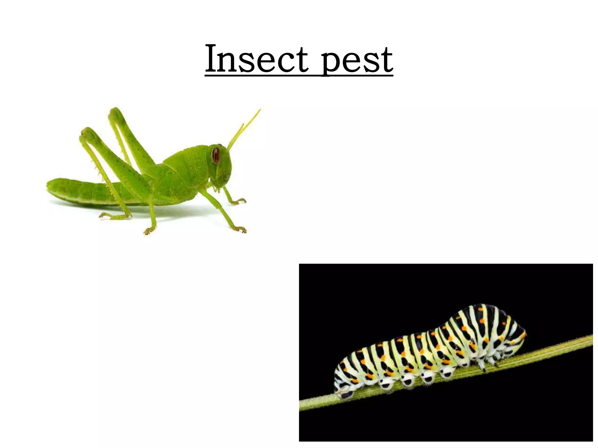 Methods of insect pest control | PPTX