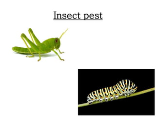 Methods of insect pest control | PPTX