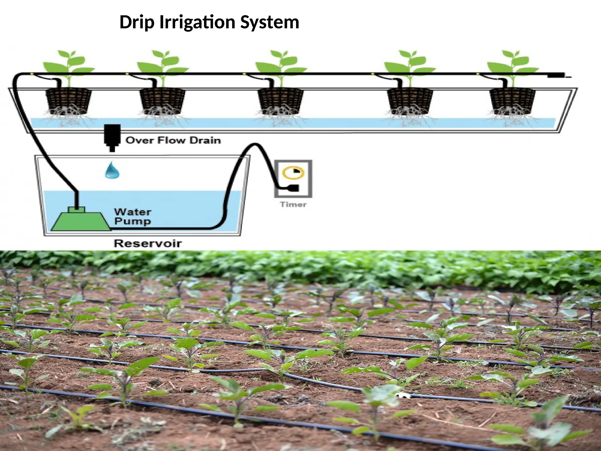Methods of Irrigation fro agronomic and horticultural crops | PPTX