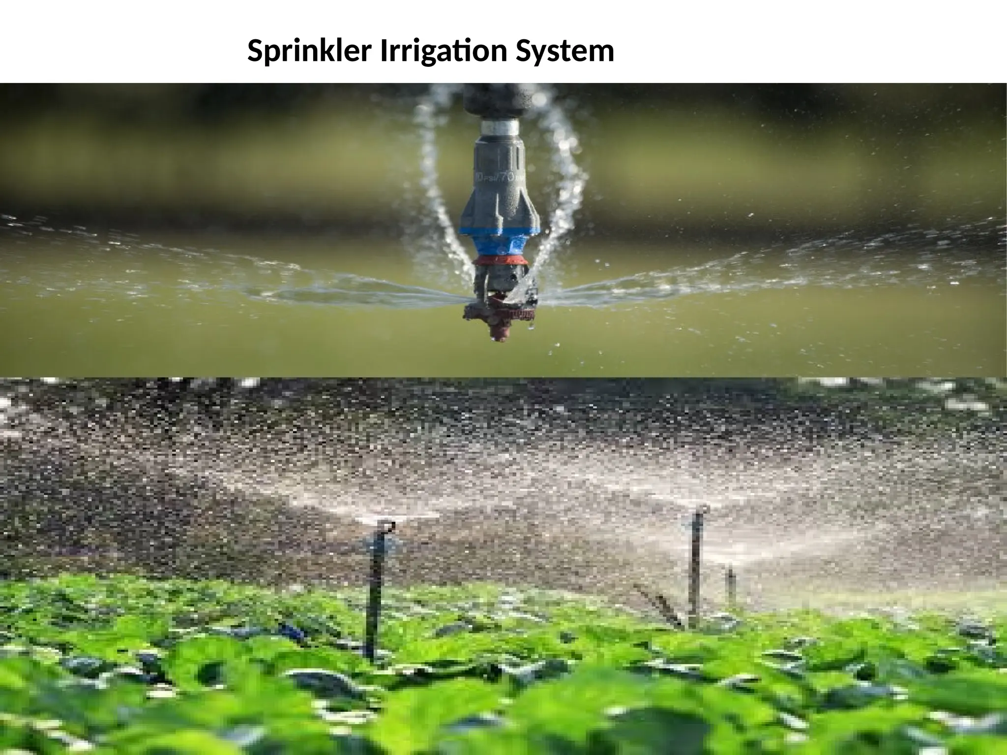 Methods of Irrigation fro agronomic and horticultural crops | PPTX