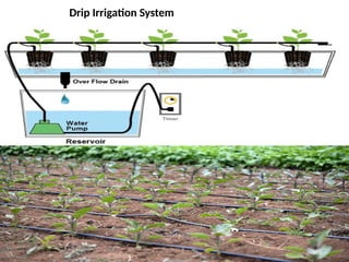 Methods of Irrigation fro agronomic and horticultural crops | PPTX