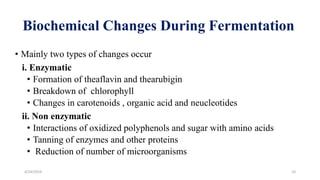 Methods of manufacturing and fermentation of tea | PPTX