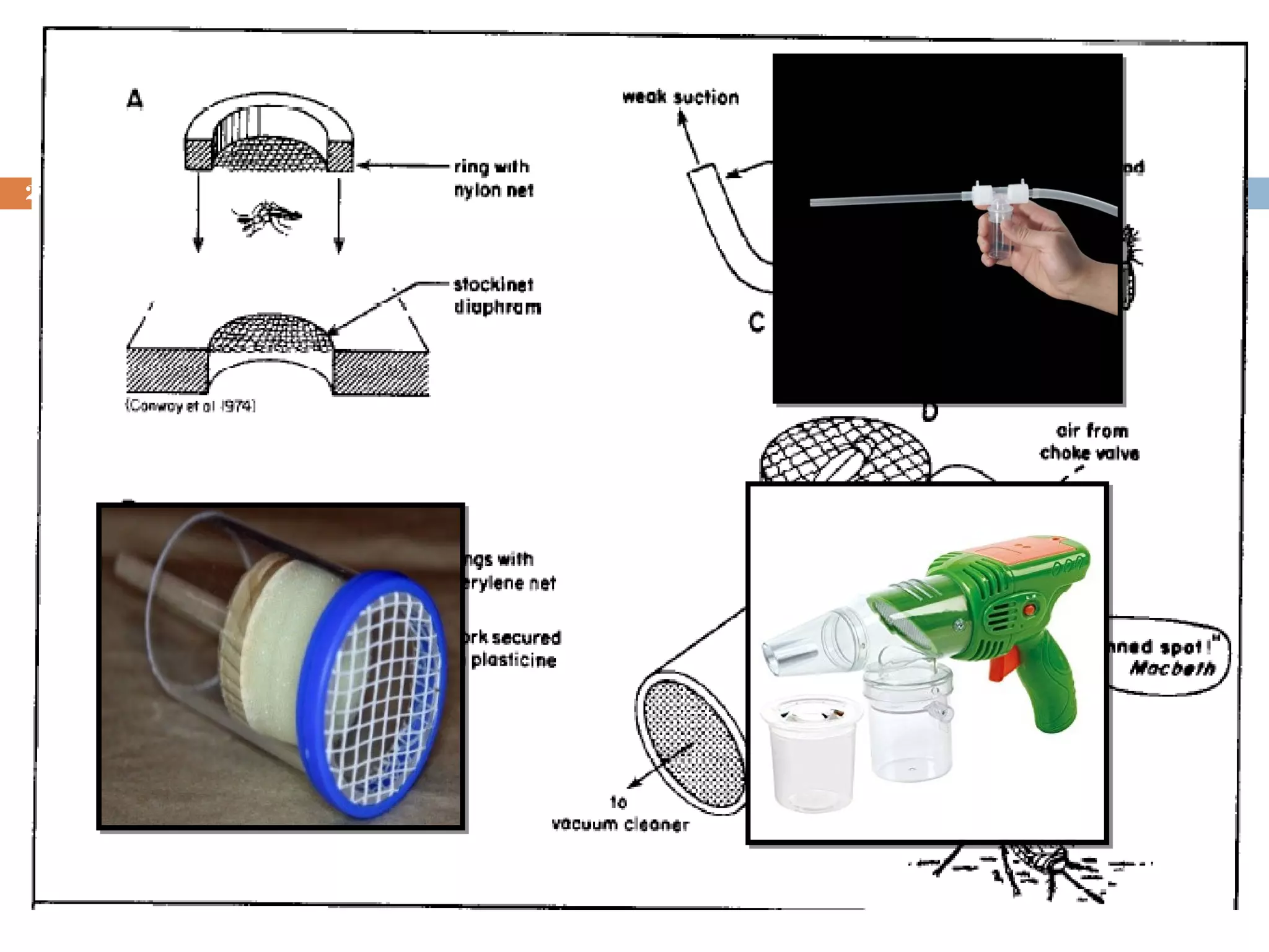 Methods of marking insects | PPT