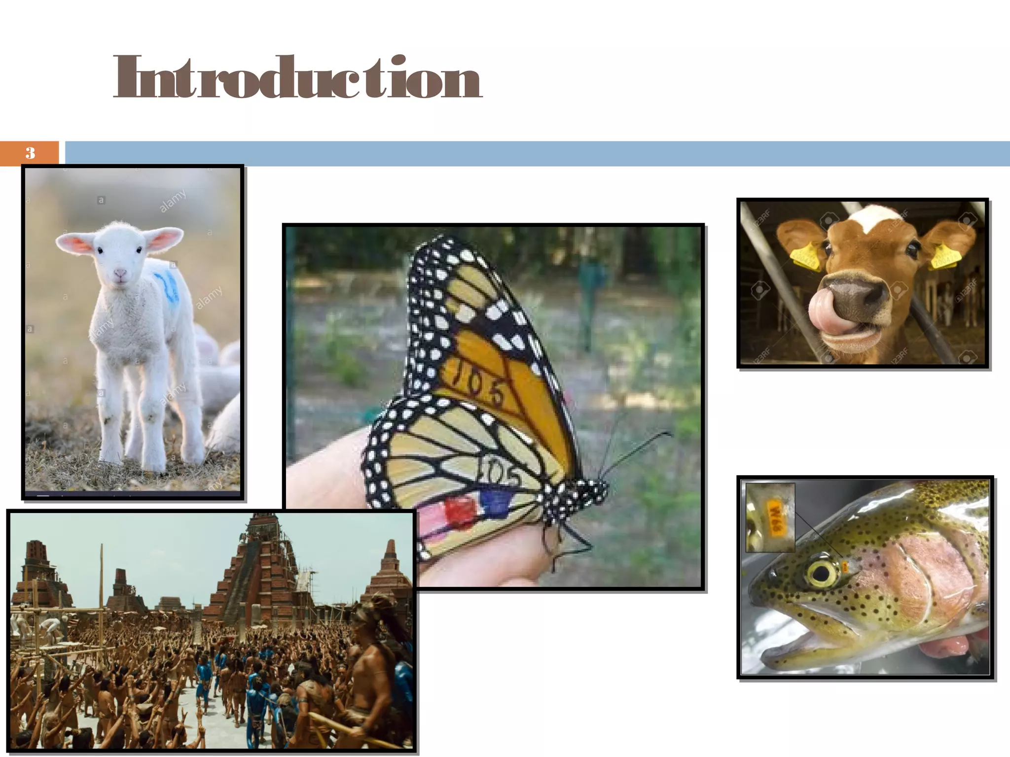 Methods of marking insects | PPT